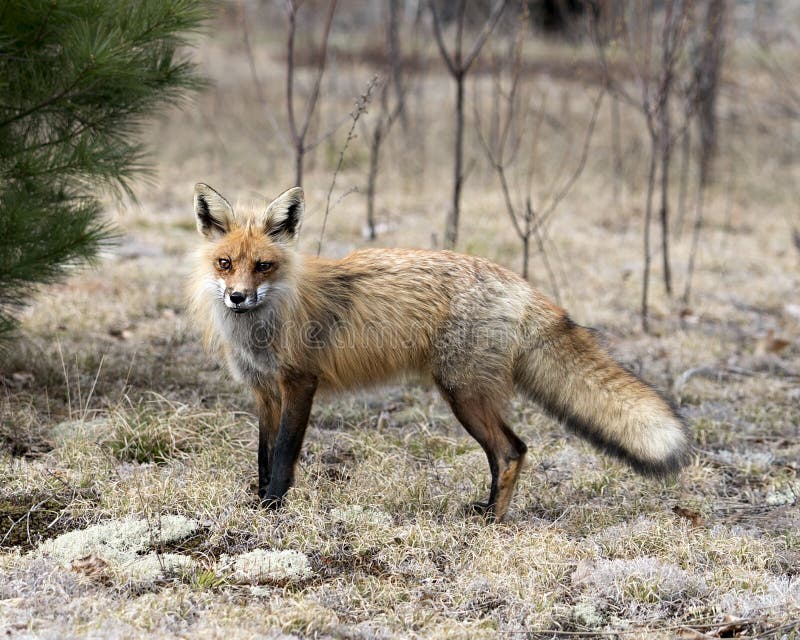 Red Fox Photo Stock. Fox Image. Close-up Profile View Side View in the ...