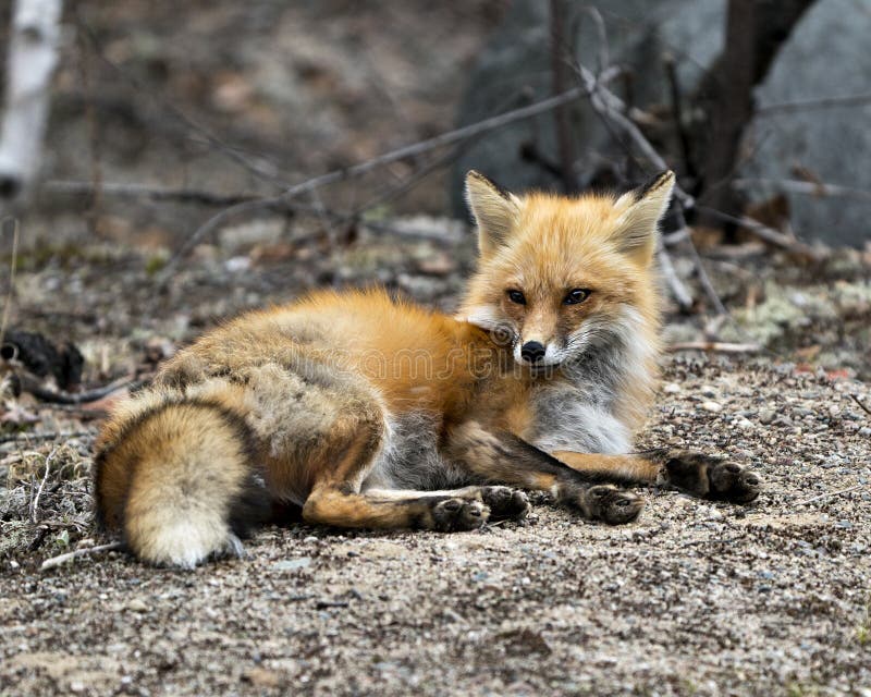 Red Fox Photo and Image. Fox Image. Close-up Resting in the Springtime ...