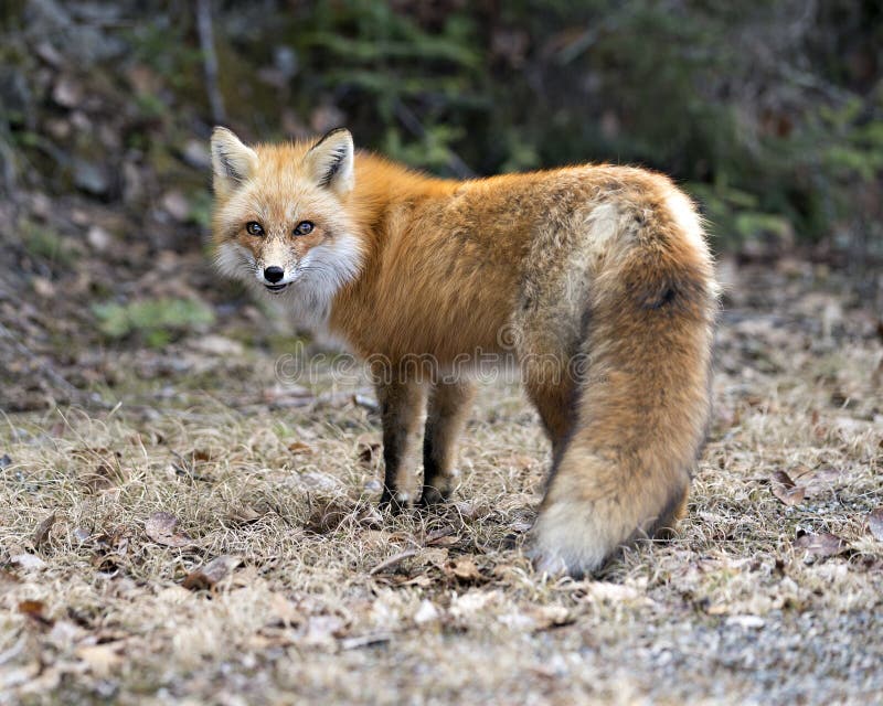 Red Fox Photo Stock. Fox Image. Close-up Side View, Looking at Camera ...