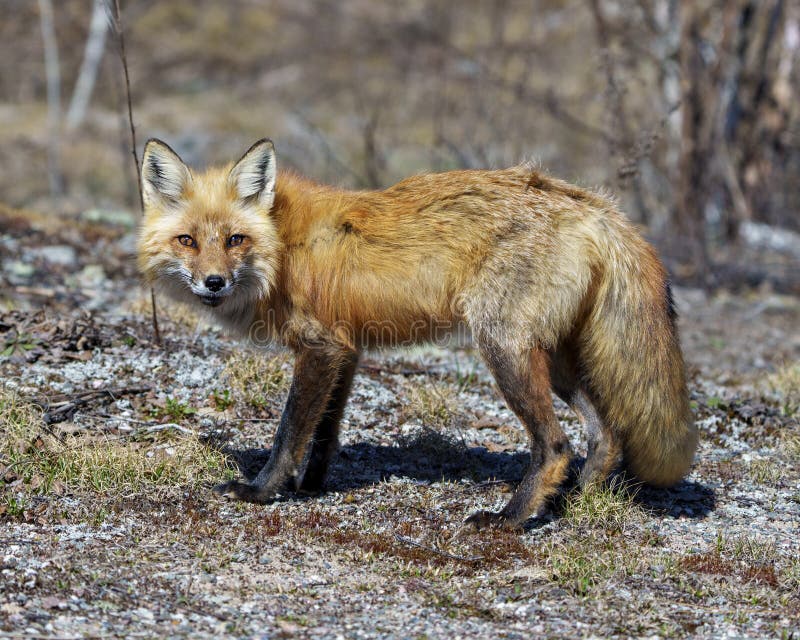 173 Red Fox Standing Side View Stock Photos - Free & Royalty-Free Stock ...