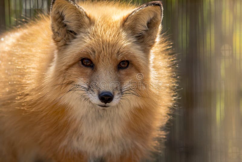 Red Fox Close-up in Soft Light Stock Photo - Image of wildlife, close ...