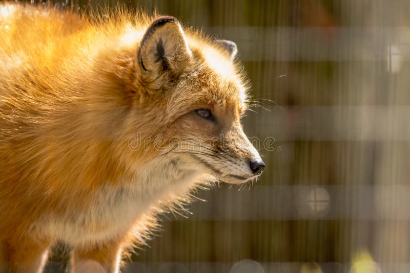 Red Fox Close-up in Soft Light Stock Image - Image of soft, closeup ...