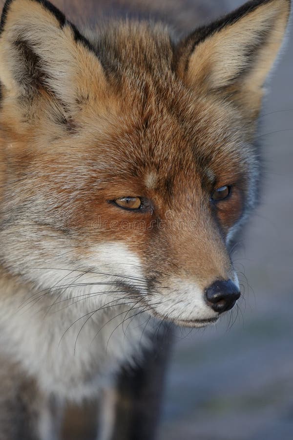 Red fox, close stock photo. Image of stare, hunt, dunes - 50008488