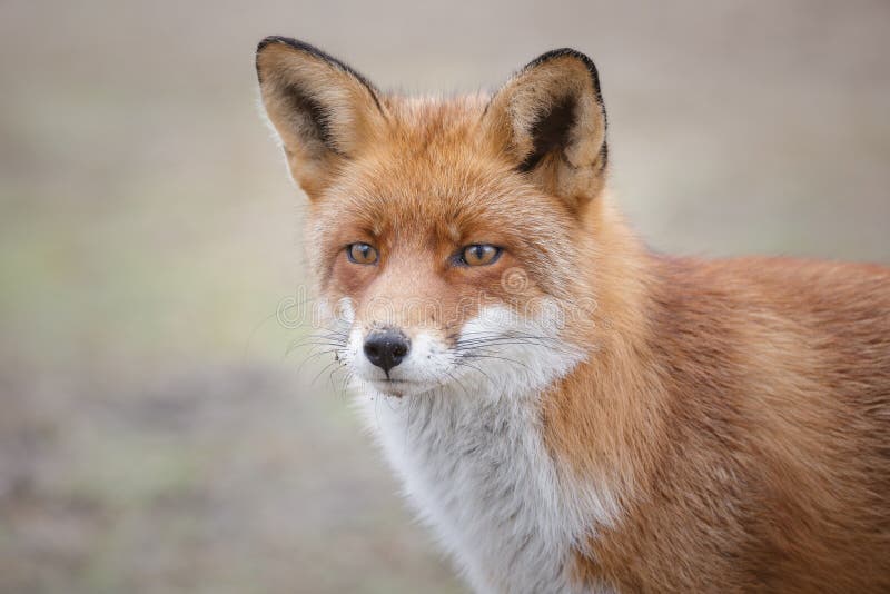Red fox close-up stock image. Image of alert, look, vulpes - 50008405