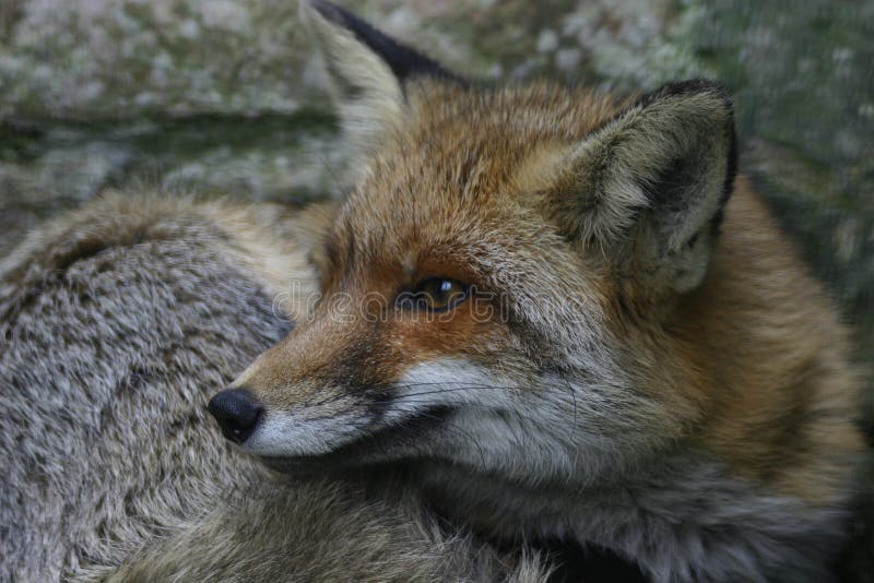 Fox Curled Stock Photos - Download 265 Royalty Free Photos