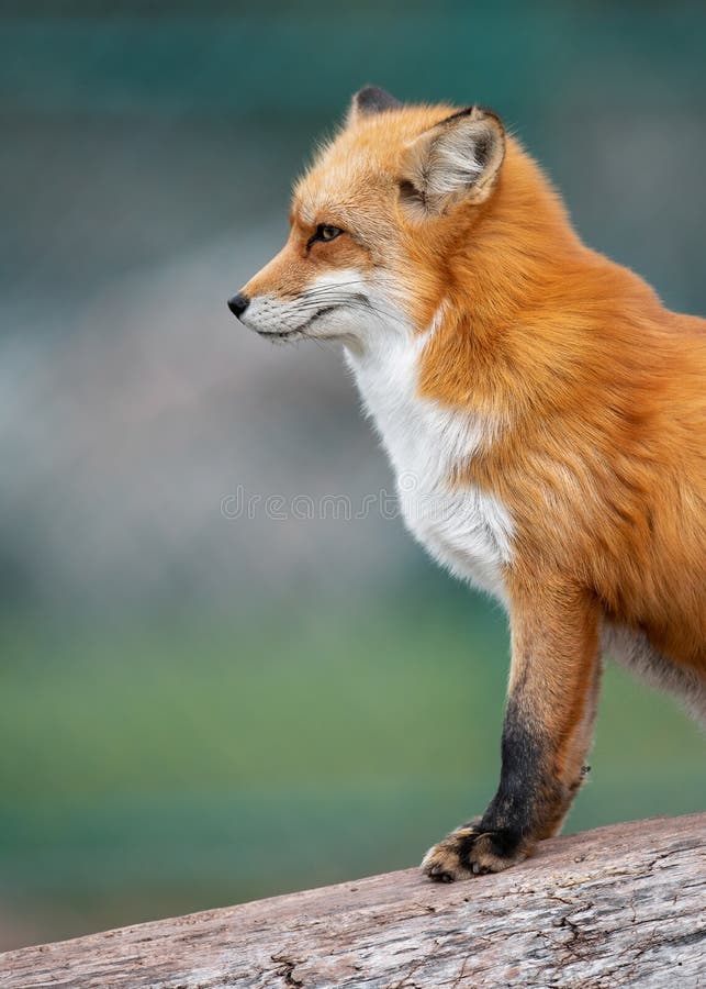 1,821 Red Fox Profile Stock Photos - Free & Royalty-Free Stock Photos ...