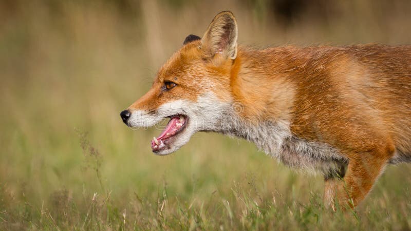 Red fox closeup stock photo. Image of natural, panting - 57794996