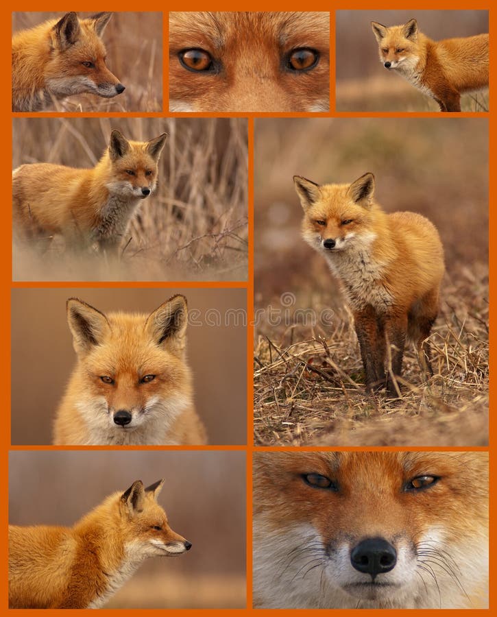 Red Fox Collage stock photo. Image of head, coat, animal - 23286782