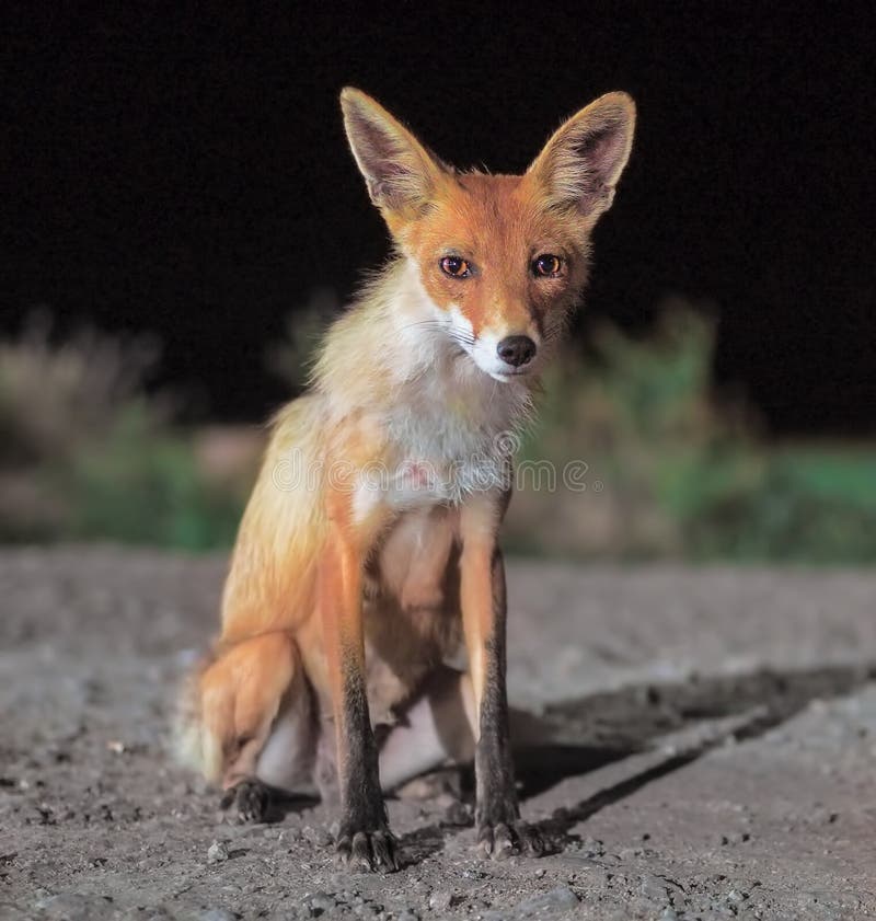 Red Fox Comes To the City at Night Stock Photo - Image of night, mammal ...