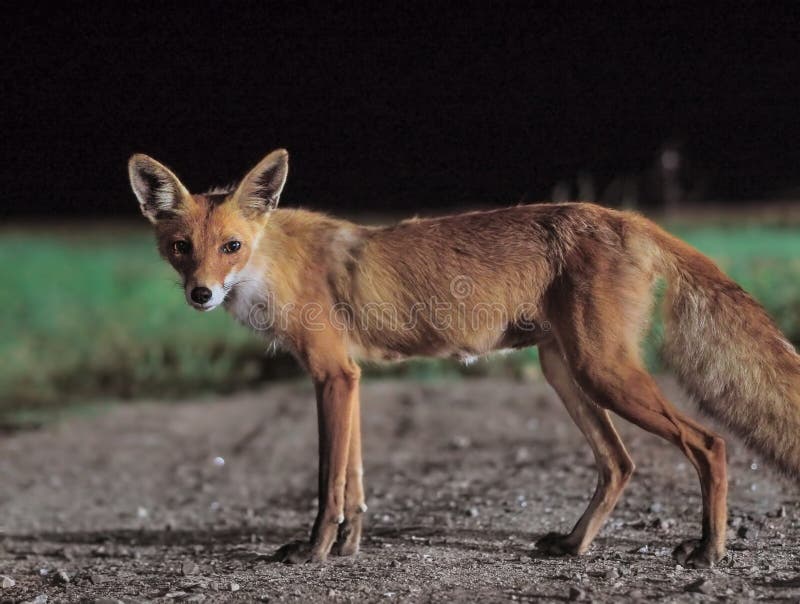 Red Fox Comes To the City at Night Stock Photo - Image of natural ...