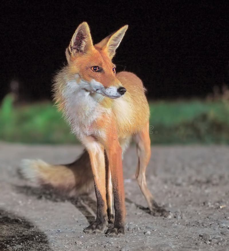 Red Fox Comes To the City at Night Stock Photo - Image of night, mammal ...