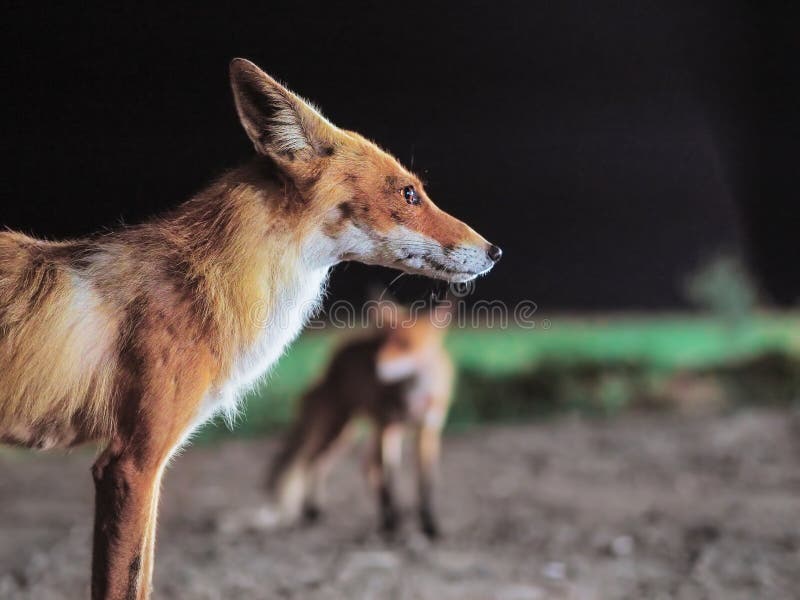 Red Fox Comes To the City at Night Stock Image - Image of animal, grey ...