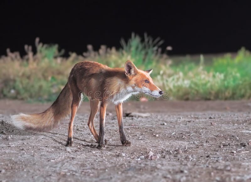 Red Fox Comes To the City at Night Stock Image - Image of predator ...