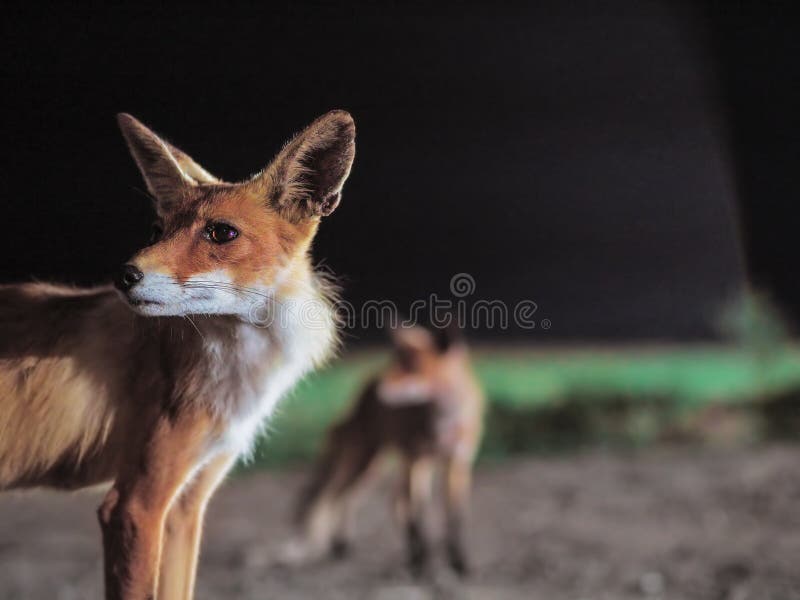 Red Fox Comes To the City at Night Stock Photo - Image of animal ...