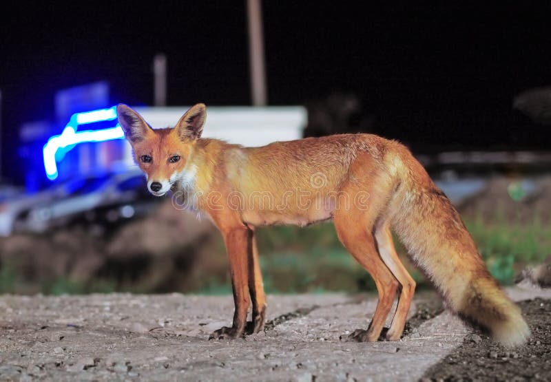 Red Fox Comes To the City at Night Stock Image - Image of beautiful ...