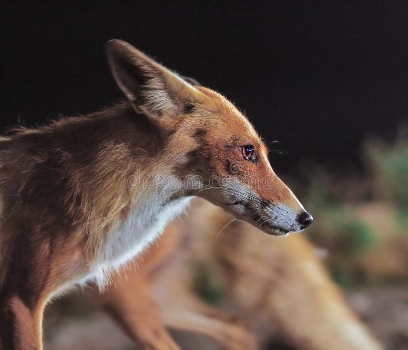 Red Fox Comes To the City at Night Stock Photo - Image of natural ...