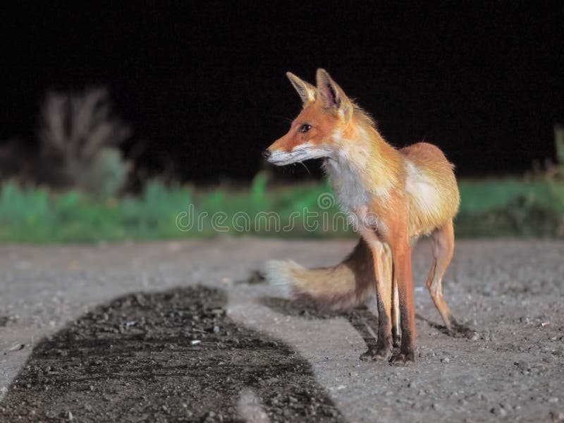 Red Fox Comes To the City at Night Stock Image - Image of national ...