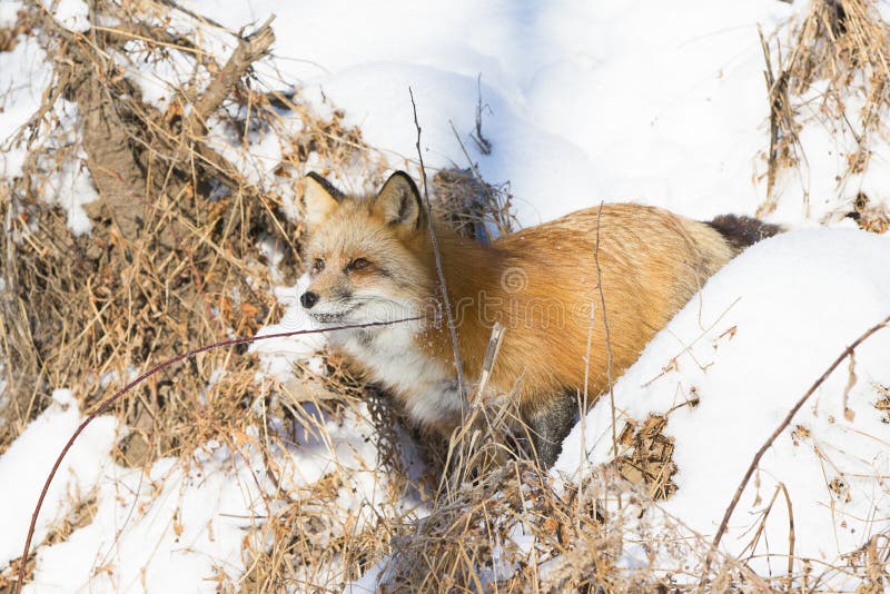 Red fox coming out of den stock image. Image of snow - 83316633