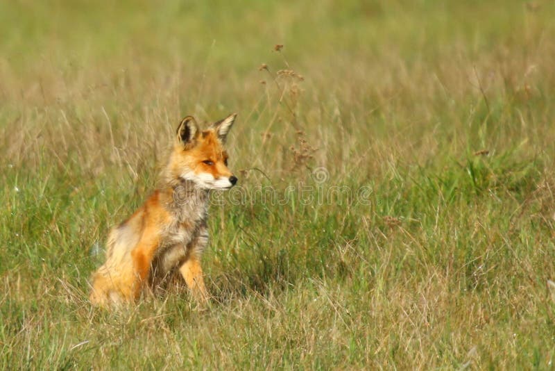 Red Fox, Common Fox (Vulpes Vulpes) Stock Photo - Image of pasture ...