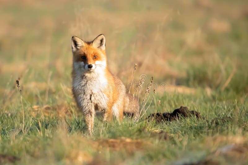 Red Fox, Common Fox Vulpes Vulpes Stock Image - Image of animals, wild ...
