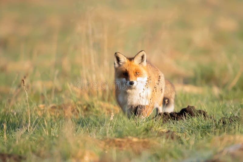 Red Fox, Common Fox Vulpes Vulpes Stock Photo - Image of rabies, vulpes ...