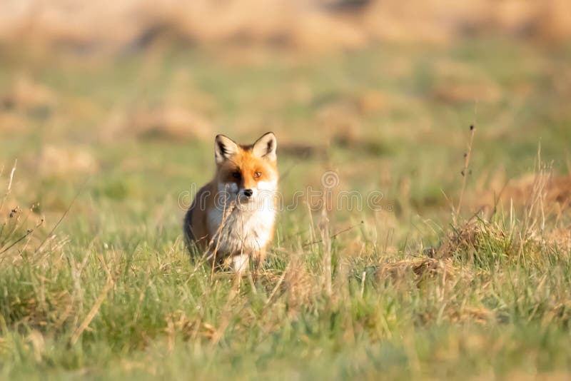 Red Fox, Common Fox Vulpes Vulpes Stock Image - Image of vulpes ...