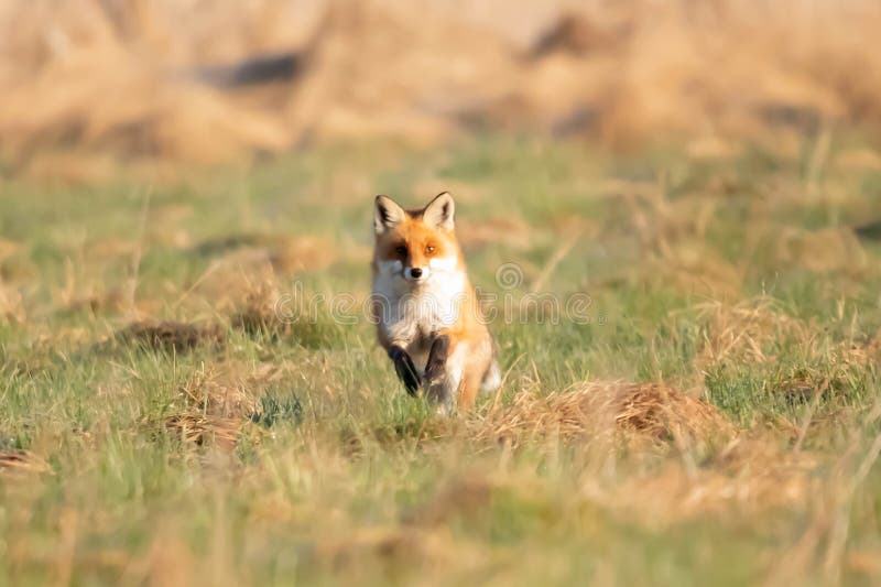 Red Fox, Common Fox (Vulpes Vulpes) Stock Image - Image of careful ...