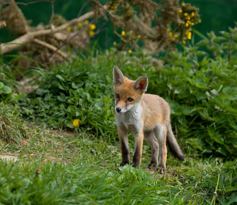 Red Fox cub stock photo. Image of mammal, prey, hunt - 14240920