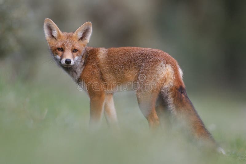 Fox Cub Sitting on Tree Stump Stock Photo - Image of cute, europe: 30845490