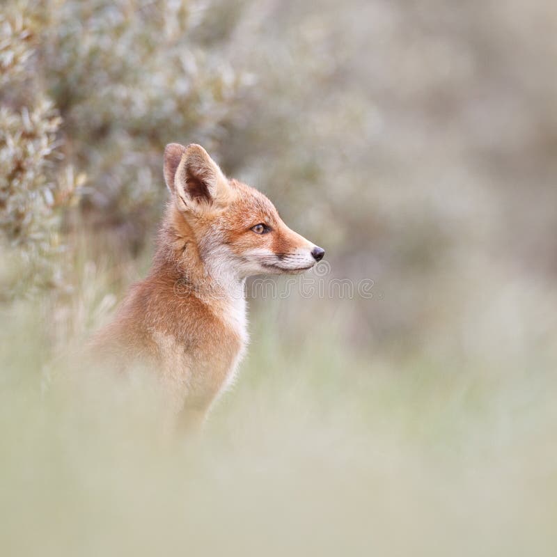Red fox cub stock image. Image of young, vulpes, hunting - 20041033