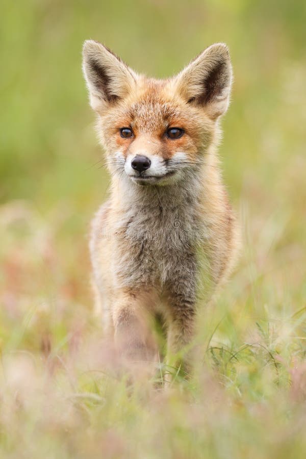 Red fox cub stock image. Image of mammal, wildlife, little - 25830323