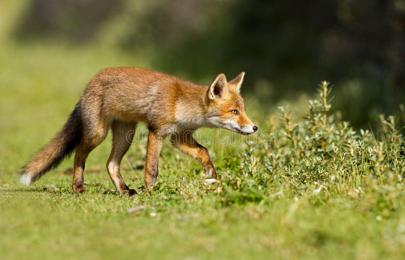Red fox cubs stock image. Image of spring, explore, stare - 31476431