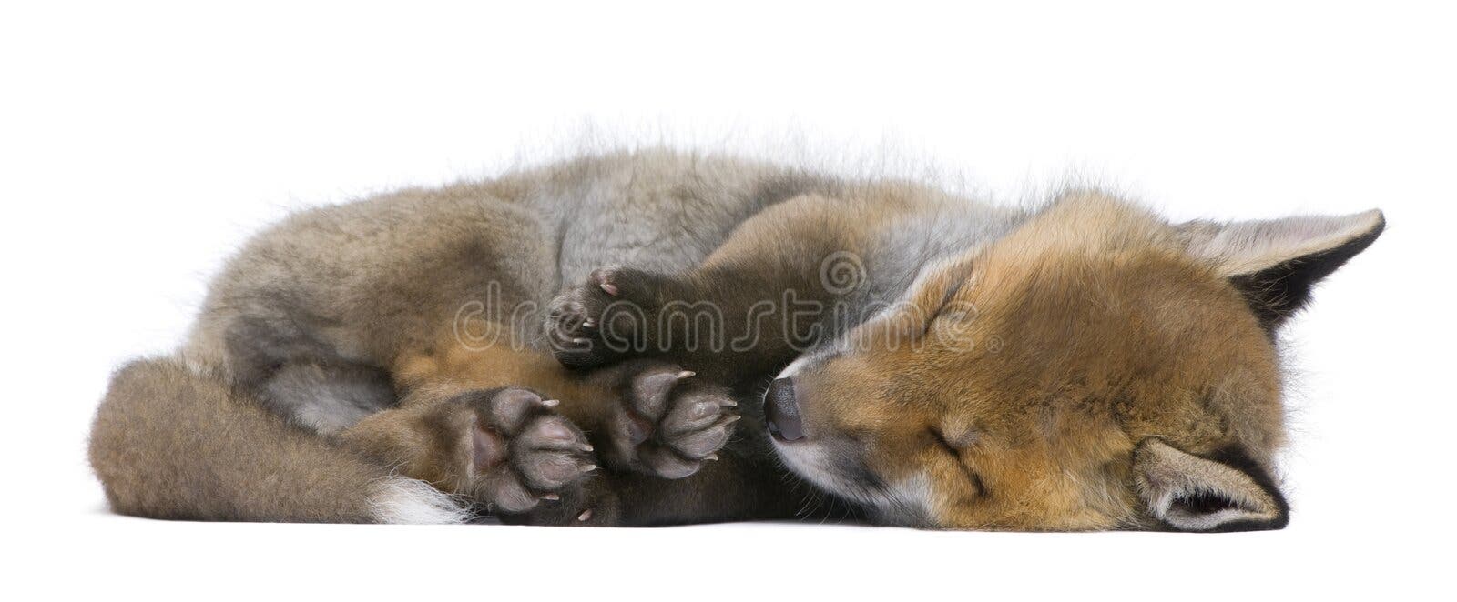 6,350 Baby Red Fox Stock Photos - Free & Royalty-Free Stock Photos from ...