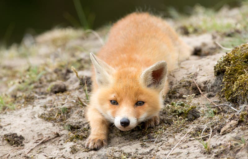 Red fox cub stock photo. Image of hunter, face, family - 31476512