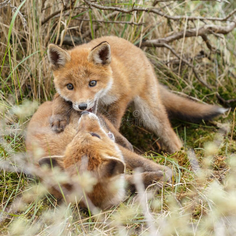 Red fox cub stock photo. Image of canine, hunter, green - 93967626