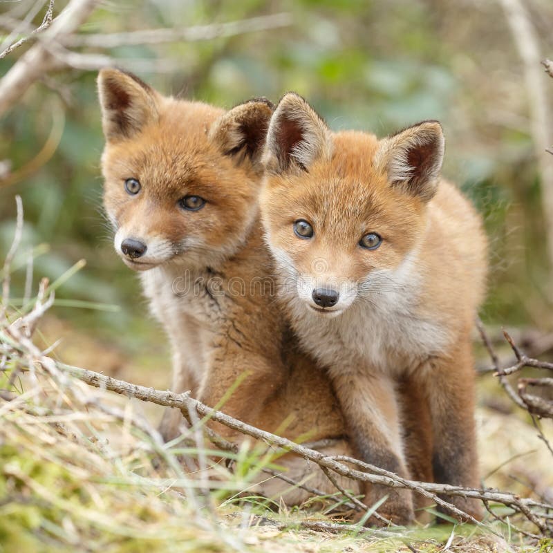 Red fox cubs stock image. Image of spring, explore, stare - 31476431
