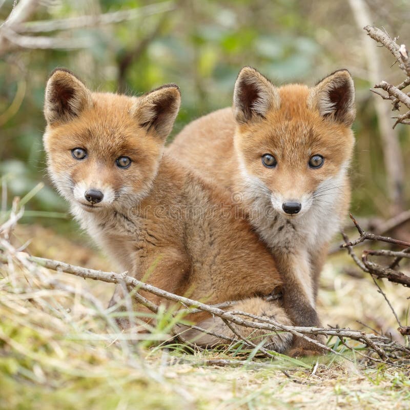 Red fox cubs stock photo. Image of baby, alert, green - 56680870