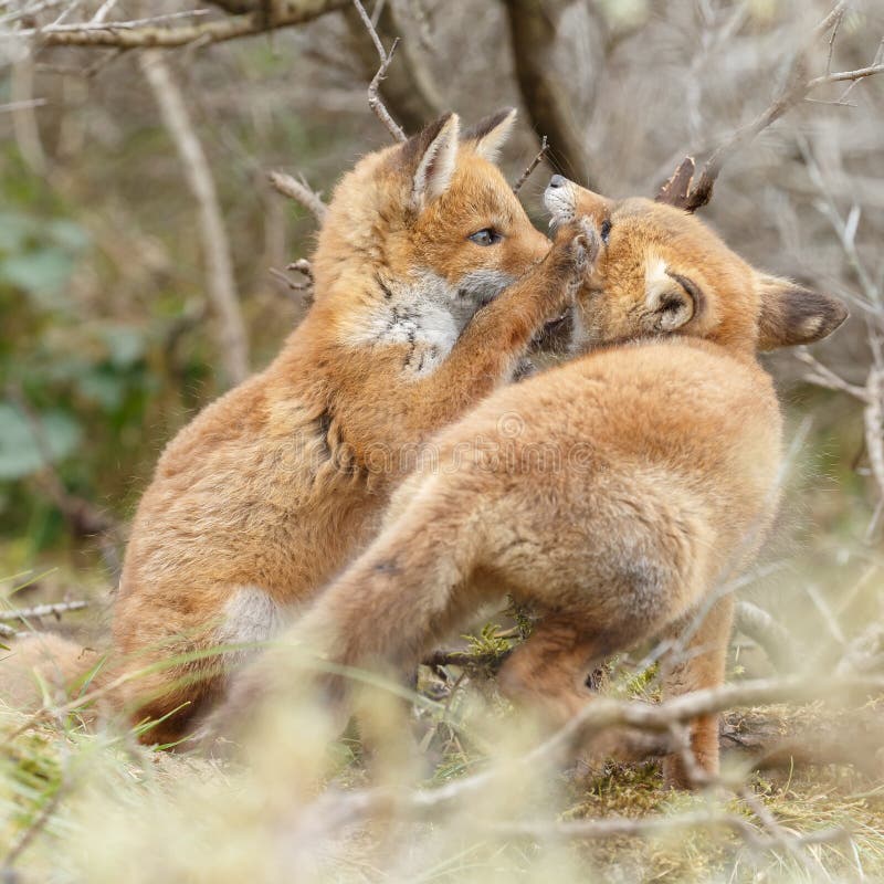 Red fox cub stock image. Image of alert, green, nose - 93967775