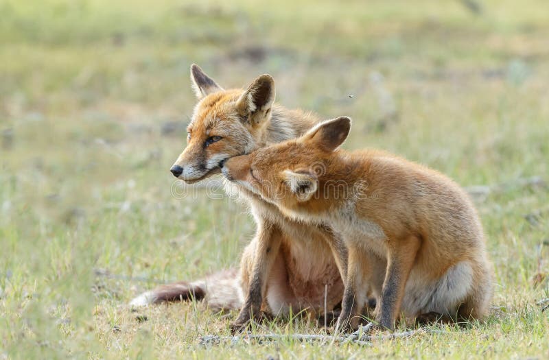 322 Cub Fox Mother Red Stock Photos - Free & Royalty-Free Stock Photos ...