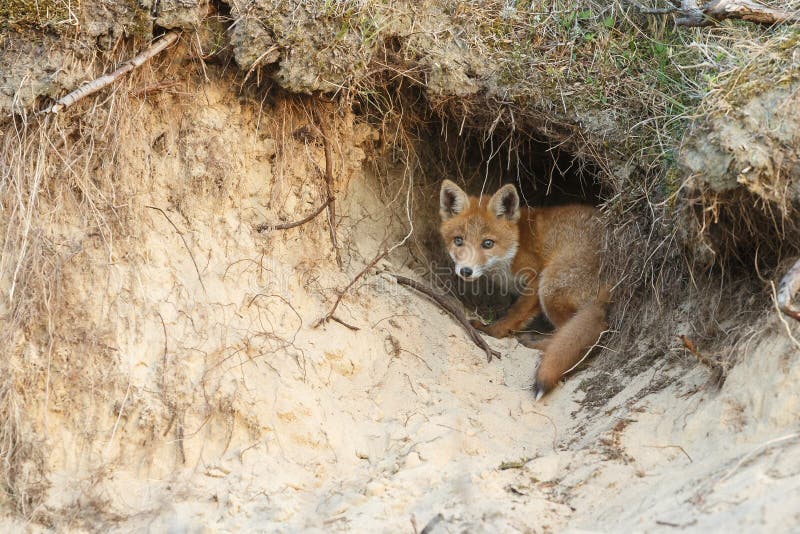 Red fox cub stock image. Image of burrow, hunt, outdoors - 93967643
