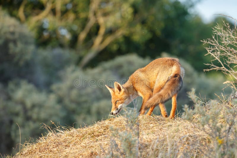 Red fox cub stock image. Image of predator, standing - 56681327