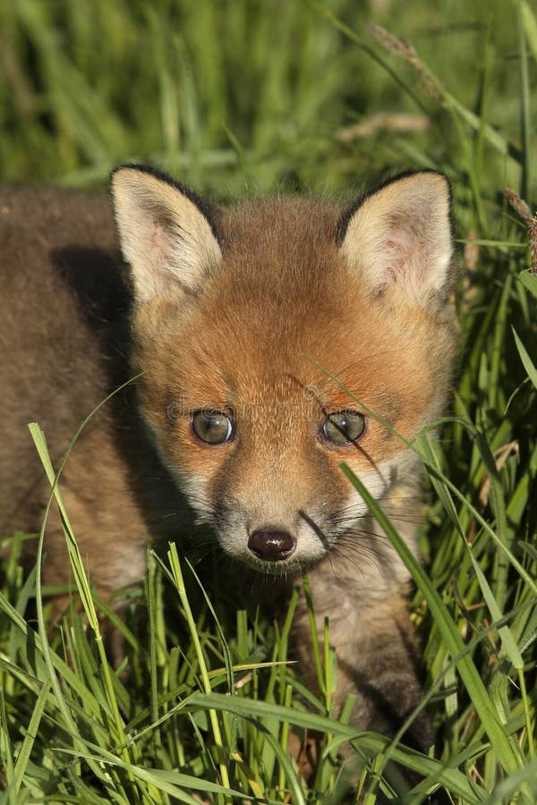 582 Baby Fox Cub Sitting Stock Photos - Free & Royalty-Free Stock ...