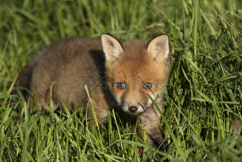 Red fox cub stock photo. Image of mammal, portrait, head - 46551770