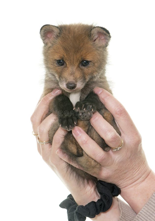Red Fox Cub Hands Stock Photos - Free & Royalty-Free Stock Photos from ...