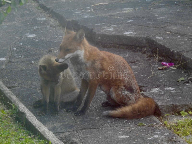 Red fox and cub stock photo. Image of cubs, london, animals - 324293628