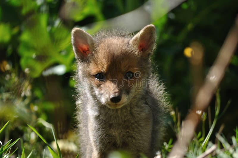 Red Fox Cub Looking at Camera Lens Stock Photo - Image of face, cute ...