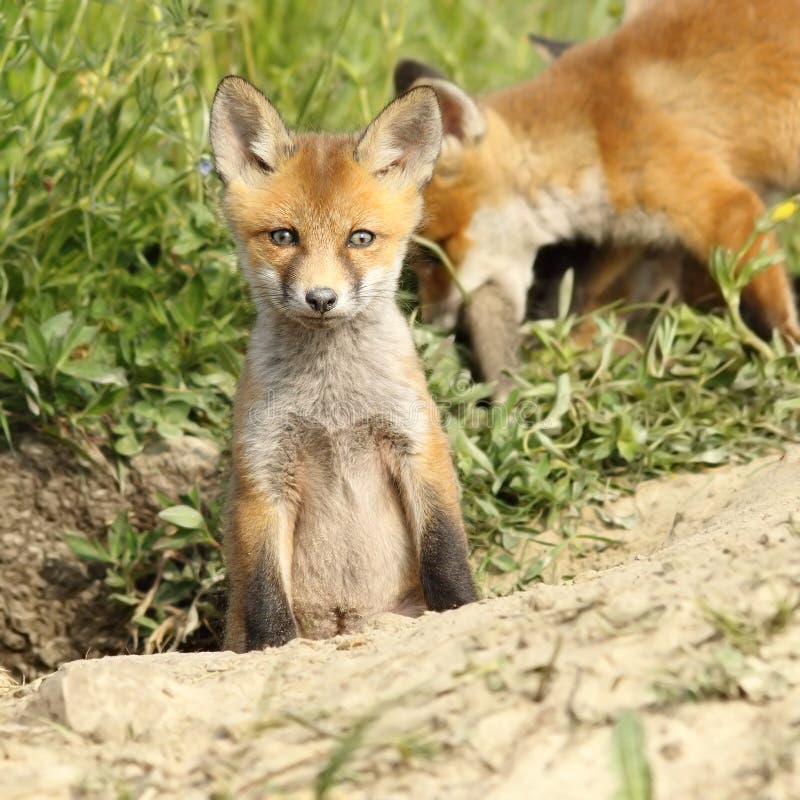 Red Fox Cub Looking at Camera Stock Photo - Image of orange, curious ...