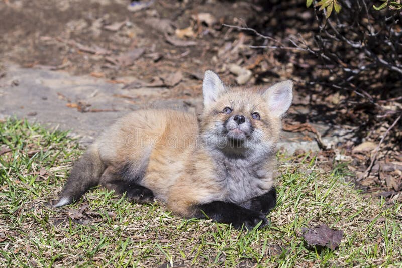 225 Transfixed Stock Photos - Free & Royalty-Free Stock Photos from ...