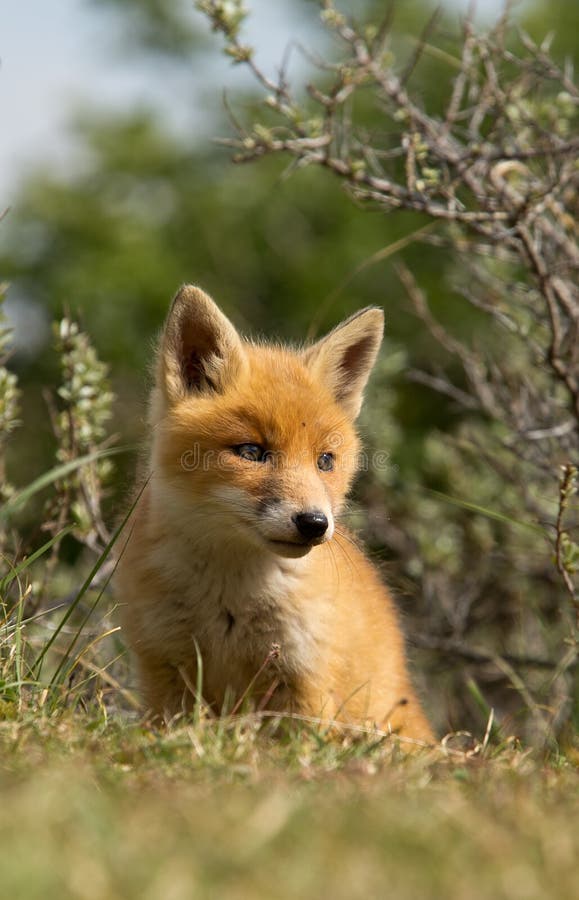 Red fox cub stock photo. Image of cute, hole, hunter - 35334092