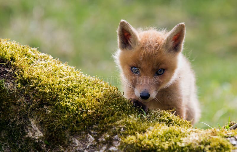 Red fox cub stock image. Image of green, animal, hunter - 31099953